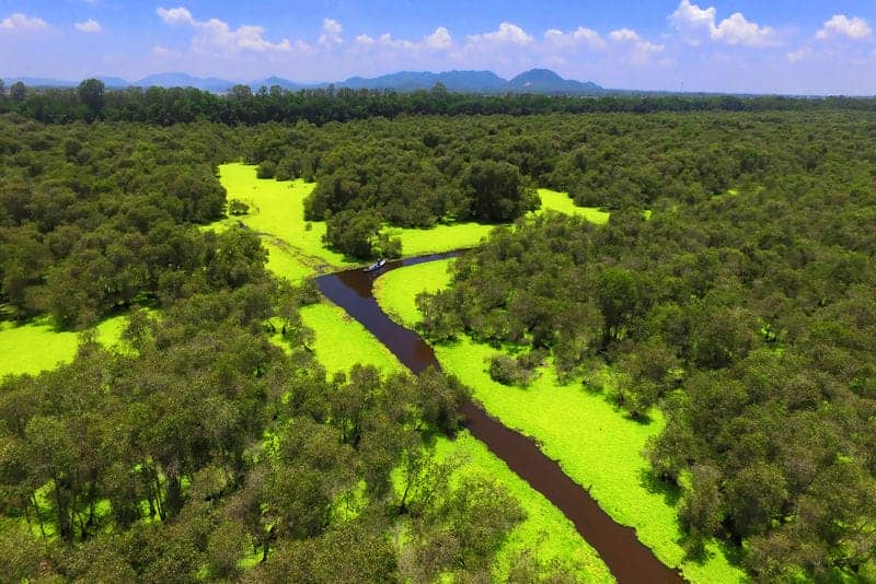 Bosque de Melaleucas Tra Su: Una Guía Completa de Visita